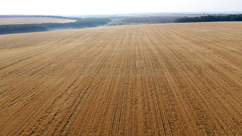 Field with Ripe Wheat, Top View, Texture Stock Photo - Image of field ...
