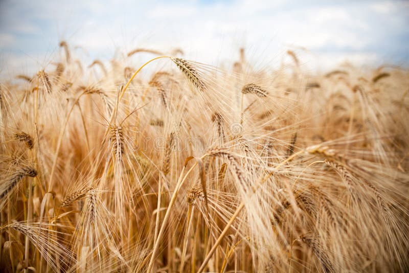 Field of ripe wheat stock photo. Image of background - 149351916