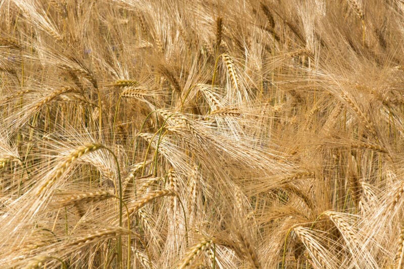 Field with ripe yellow rye stock image. Image of growth - 208342037