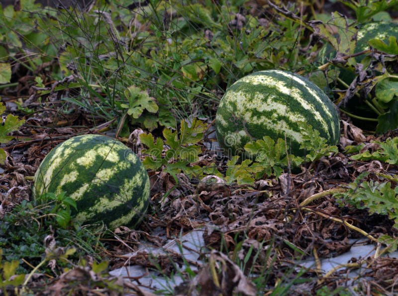 In the Field Ripen Watermelons Stock Image - Image of diet, green ...