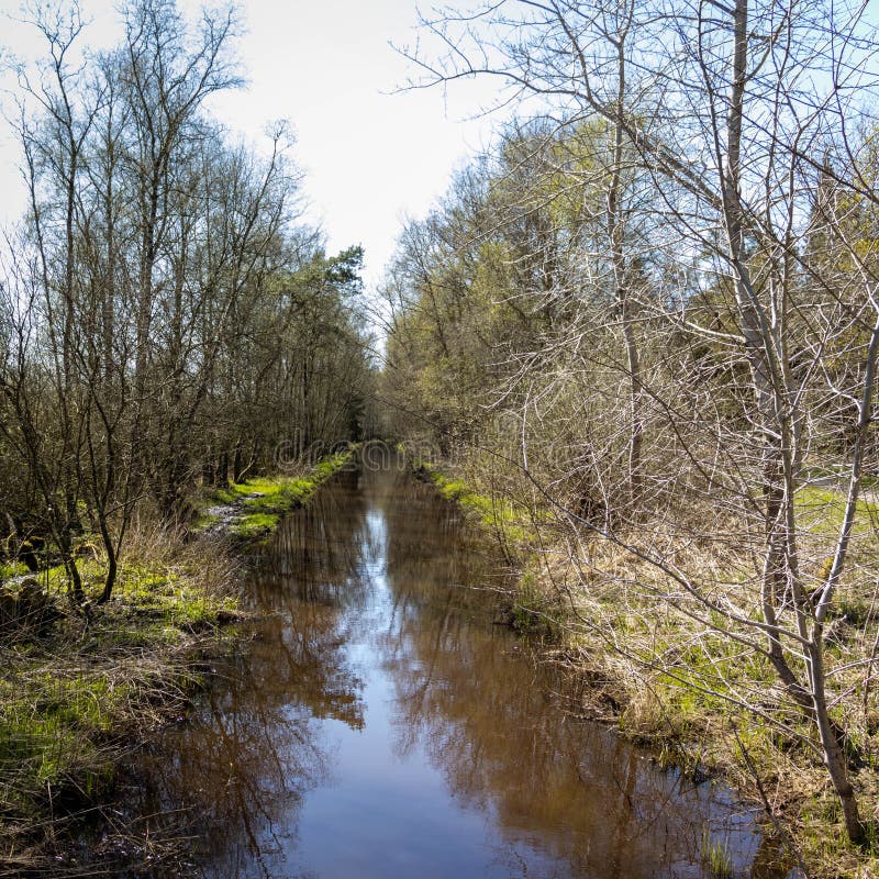 The beginning of spring stock photo. Image of flower - 256350662