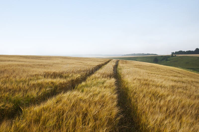 Field road stock image. Image of farm, outdoor, corn - 15845119