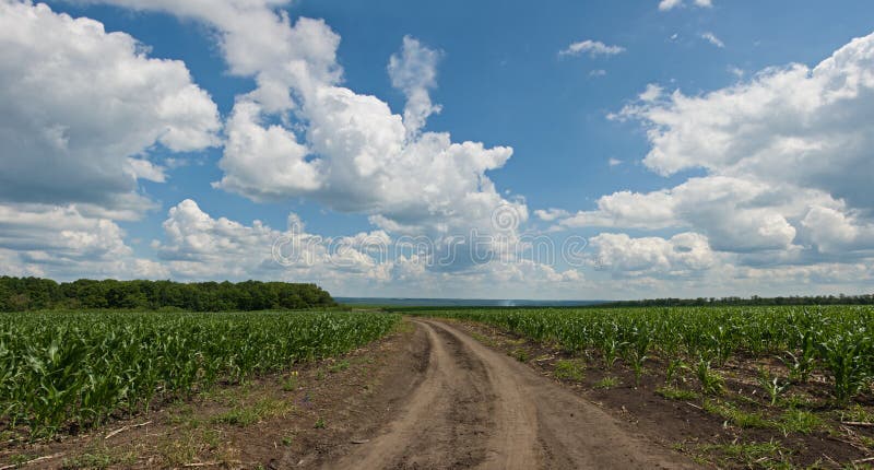 Field road stock image. Image of field, crop, natural - 25620613