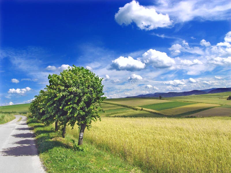Field road stock image. Image of blue, agriculture, forest - 2709299