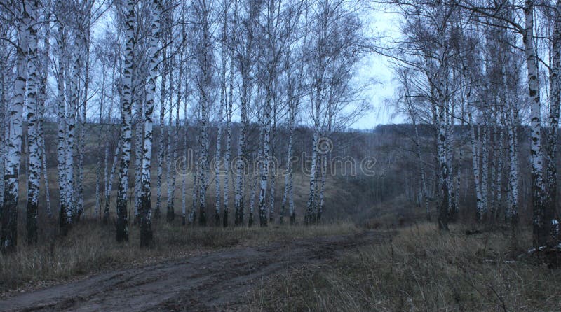Field Road in a Birch Grove on a Hilly Terrain on Rough Terrain Stock ...