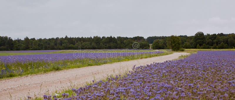 Field Road, Blue Flower Fields Stock Photo - Image of bloom, flower ...
