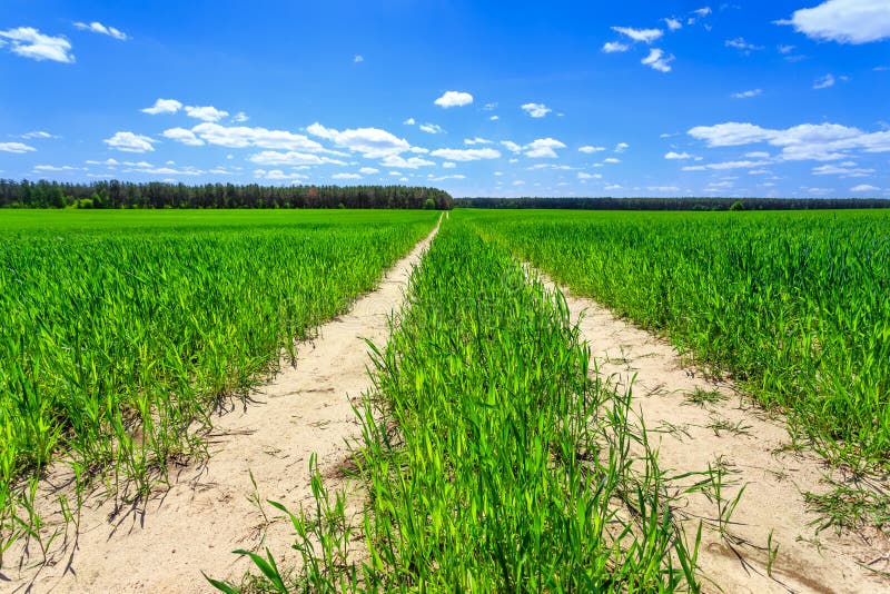 Field road stock photo. Image of harvest, landscaped - 54433374