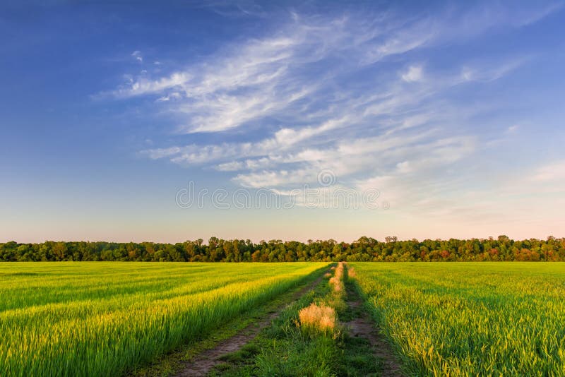 Field Road between Fields of Agricultural Crops Stock Image - Image of ...
