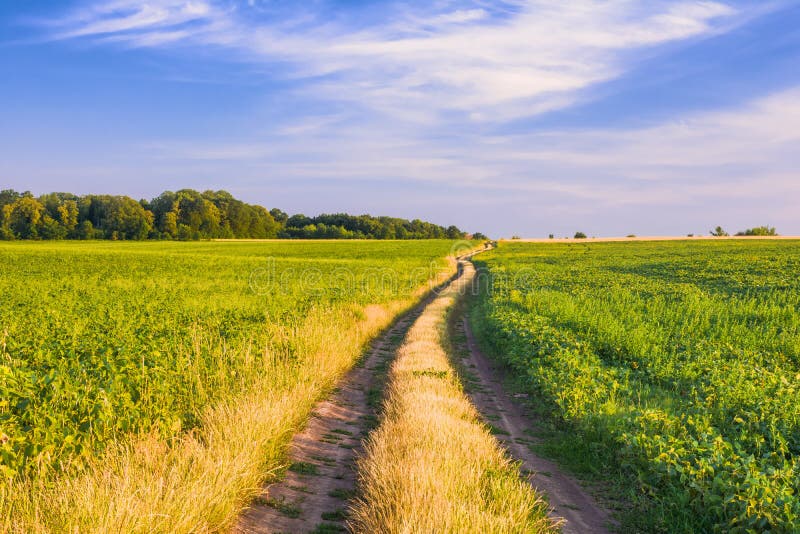 Field Road in a Green Soybean Field Stock Image - Image of horizon ...