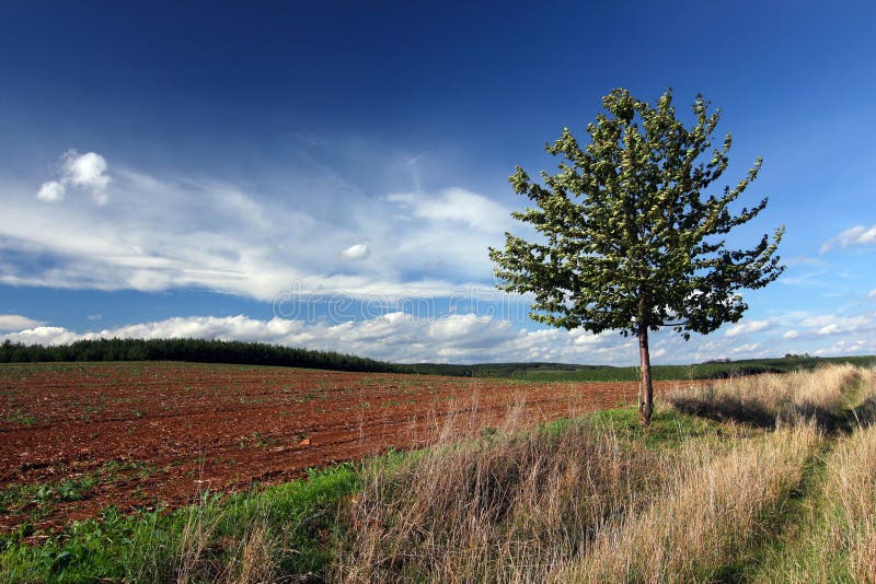 Poplar tree stock image. Image of fenland, environment - 77013267