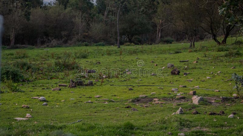 Field with Rocks, Woods, and Trees Stock Image - Image of forest ...
