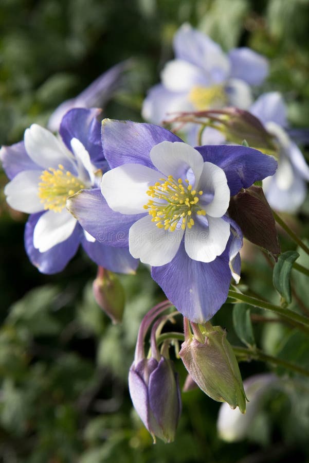 Field with Rocky Mountain Blue Columbine Flowers Stock Image - Image of ...