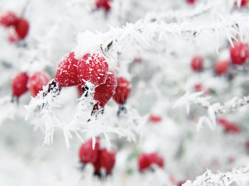 Field Rose stock photo. Image of winter, outdoors, berry - 17214554