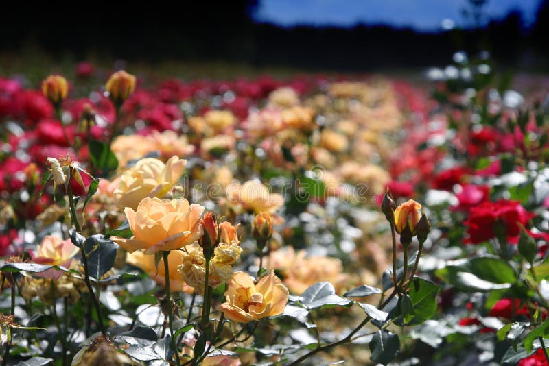 Field Of Roses Picture. Image: 2697578