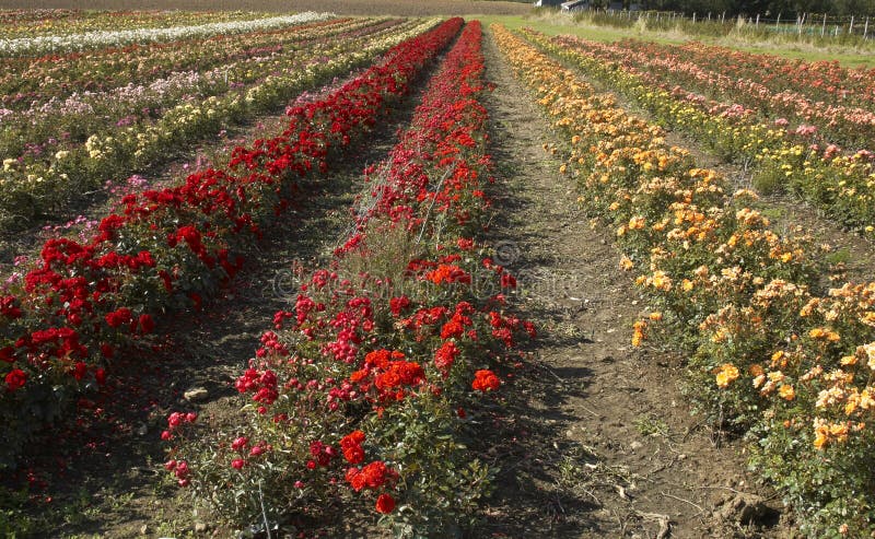 Field of roses stock image. Image of landscape, coloured - 3102885