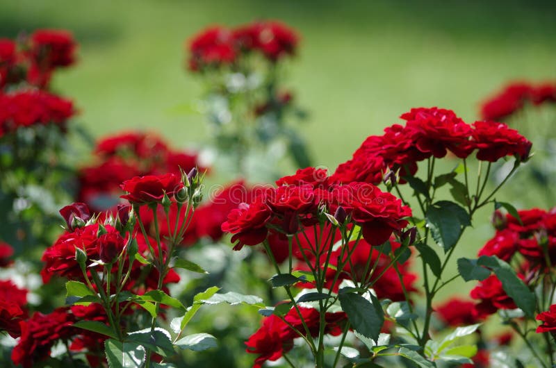 Field of Roses stock photo. Image of macro, bread, ferris - 125501120
