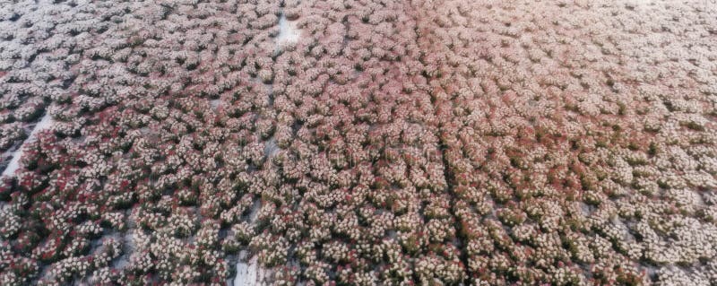 A Field of Roses and Daisies Blanketed with Winter Snow. Stock ...