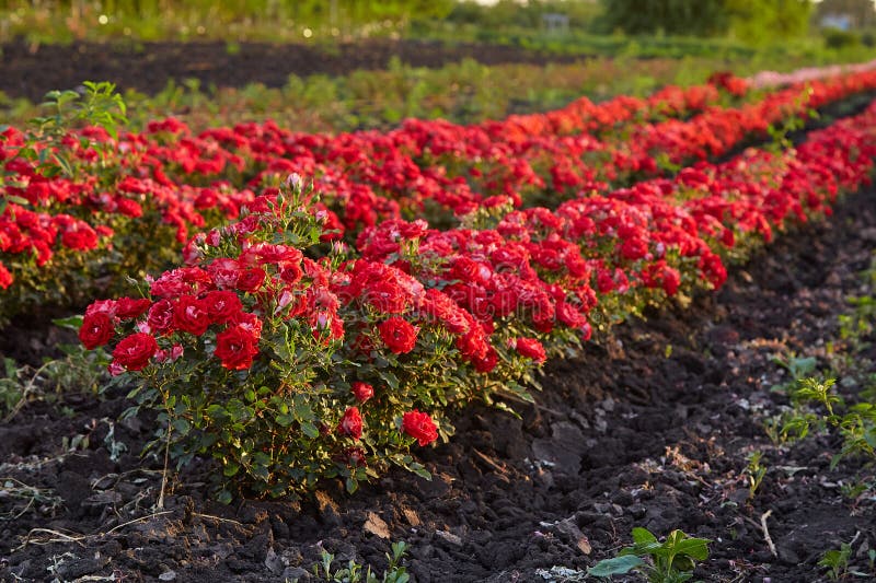 Field of Roses on a Flower Farm Stock Image - Image of beauty ...