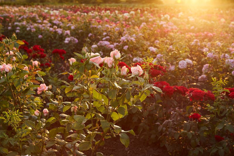 Field of Roses on a Flower Farm Stock Image - Image of field, garden ...
