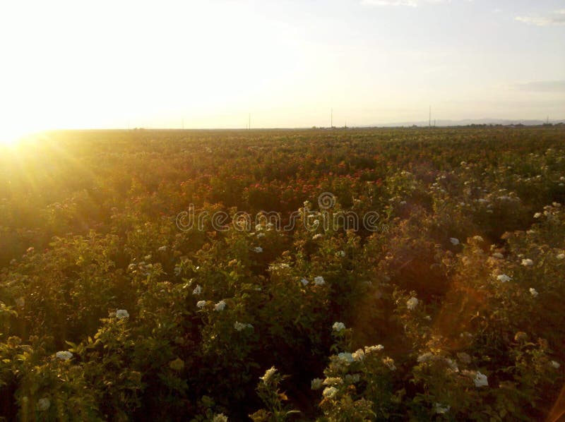 Field of Roses at Sunset stock image. Image of roses - 146557591