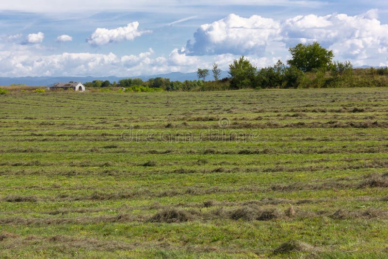 Field with Rows of Mowed Grass Stock Image - Image of agriculture ...