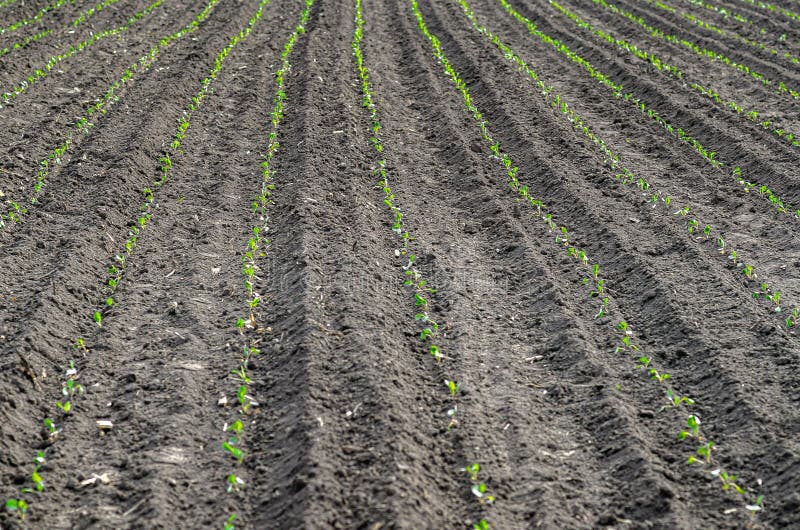 Field Rows of Planted Cabbage Seedlings. Green Seedlings of Cabbage on ...