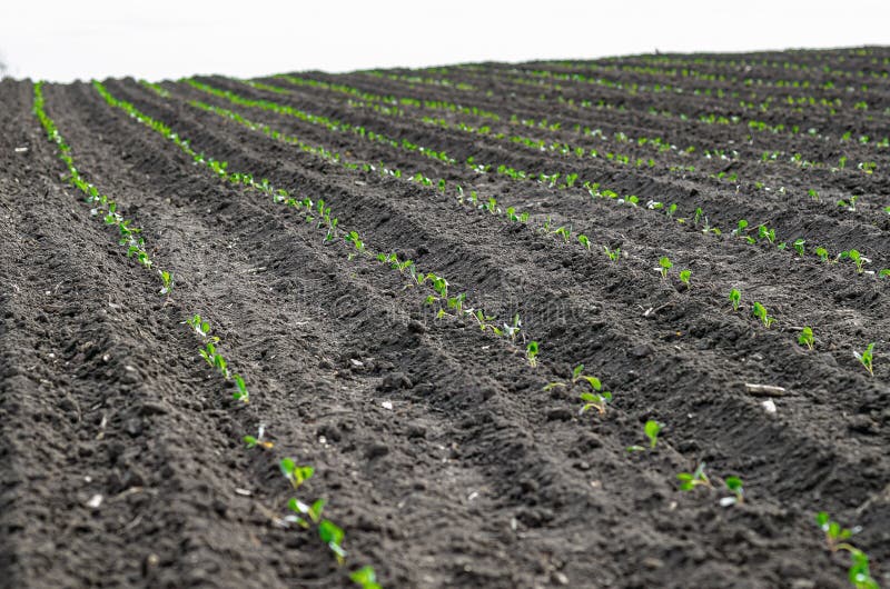Field Rows of Planted Cabbage Seedlings. Green Seedlings of Cabbage on ...