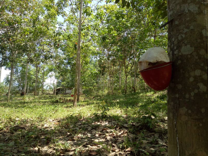 Field stock image. Image of aceh, rubber, north, field - 108529799