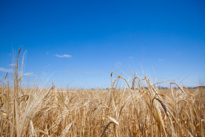 Field with rye stock photo. Image of bright, lawn, fresh - 10080226