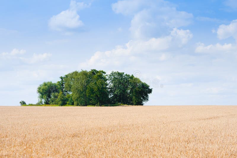 Field of rye stock photo. Image of gold, green, trees - 10353298