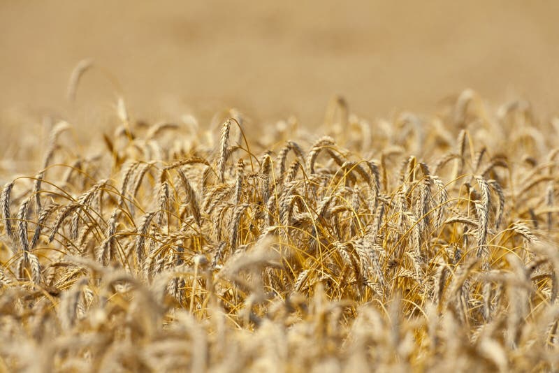 Field of rye stock image. Image of countryside, field - 10759547