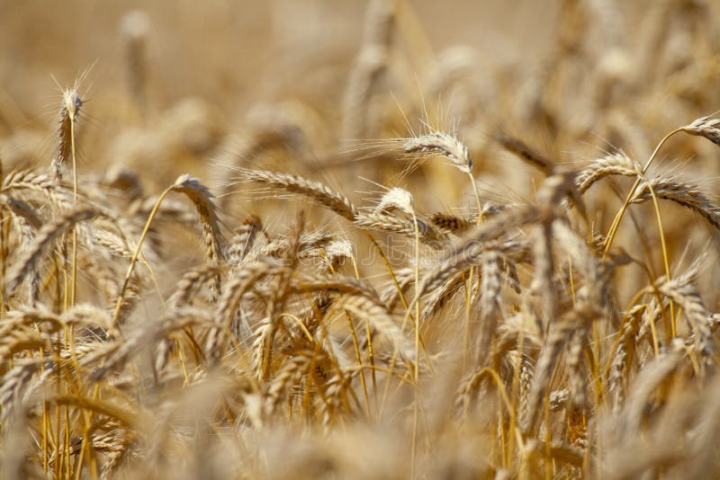 Field of rye stock photo. Image of plant, corn, farmland - 10759572