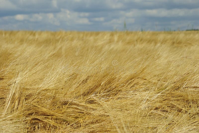 Field of rye stock photo. Image of orange, grow, nature - 15374220