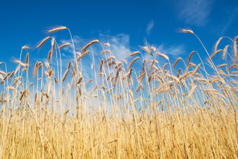 Field of rye stock image. Image of growth, blue, close - 20999517