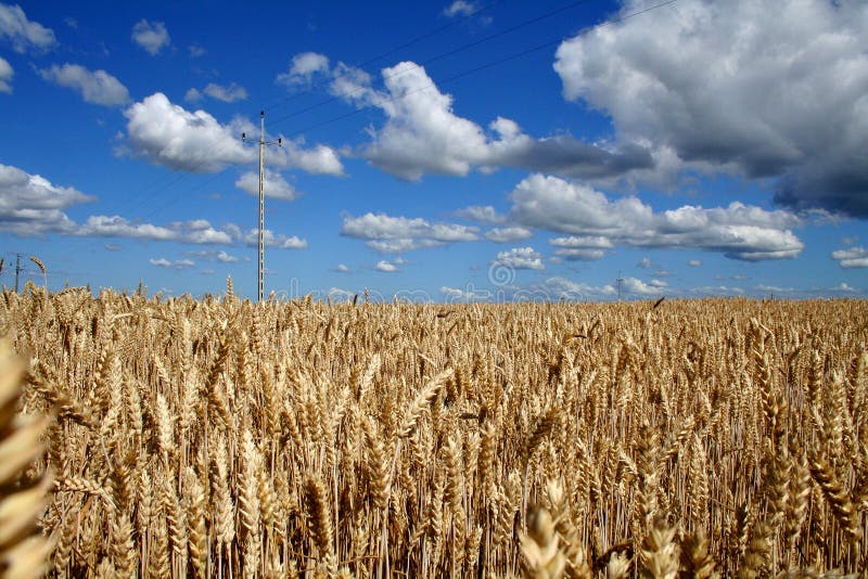 Field of Rye stock image. Image of field, bread, alive - 137535