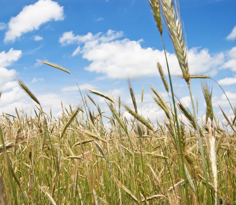 Field of rye stock image. Image of clouds, grow, crop - 38437663