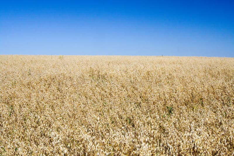 Field of rye stock image. Image of summer, area, land - 4337167