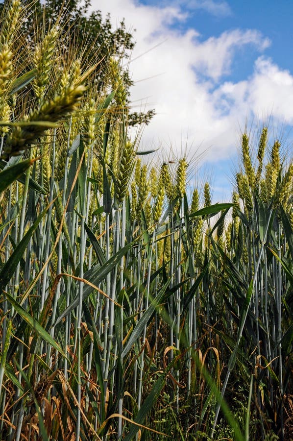 Ears of Corn in a Rye Field Stock Photo - Image of blue, grass: 339601406