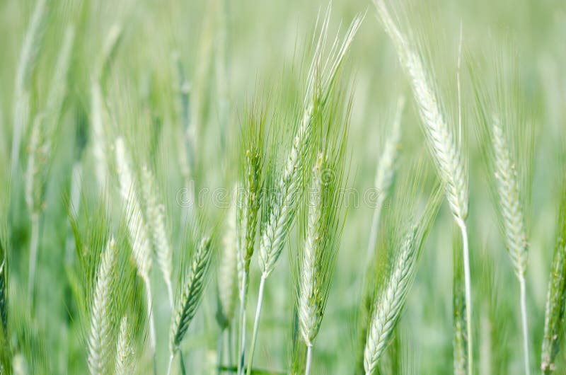 Field of rye stock image. Image of grass, green, environment - 55916819