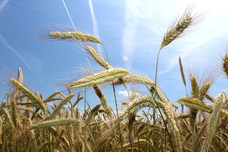 Field of rye and blue sky stock photo. Image of farmer - 25421898