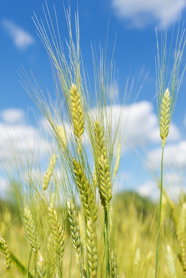 Field of rye and blue sky stock image. Image of land - 126602119