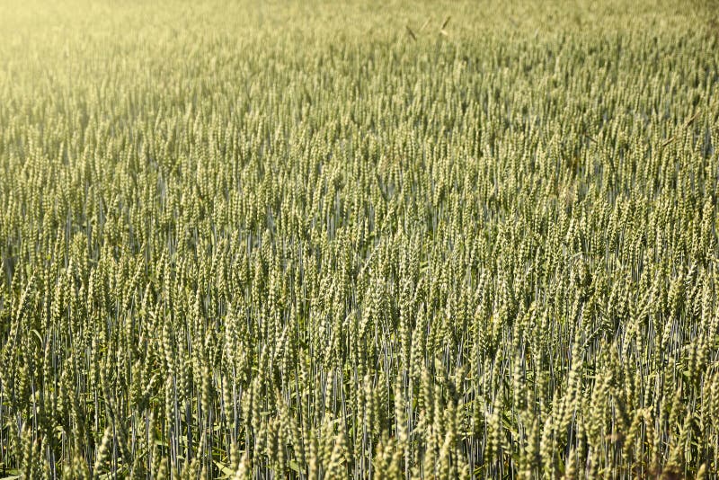 Field of rye cereal stock image. Image of head, ripe - 64777399