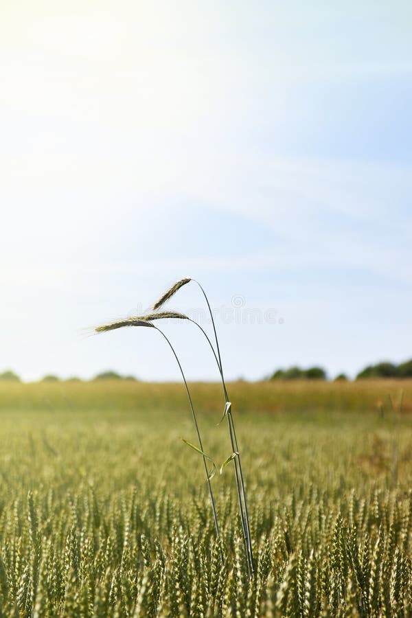 Field of rye cereal stock image. Image of beautiful, plant - 64778317
