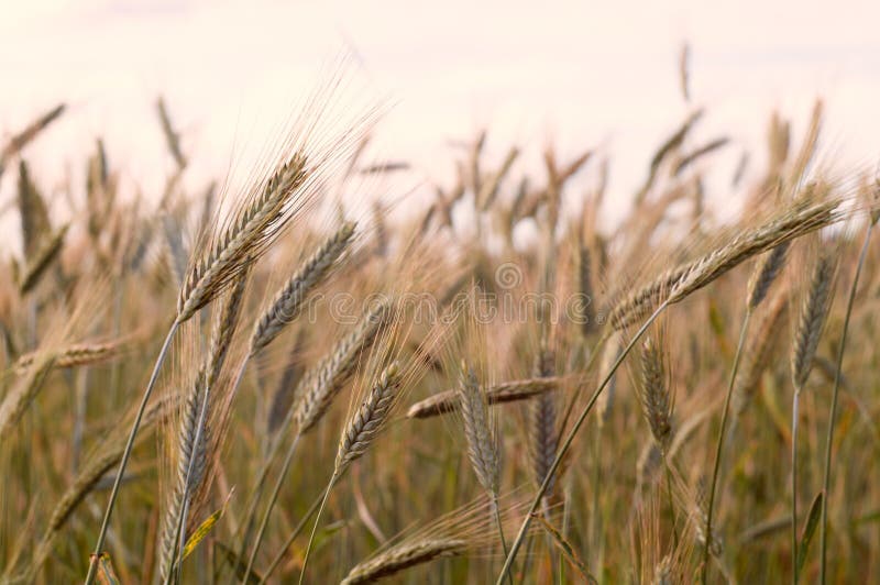 Field of Rye stock image. Image of outdoors, wheat, crop - 83057137
