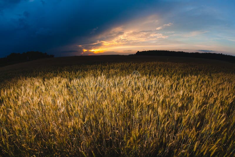 Field of Rye and Cloudy Sky at Sunset Stock Photo - Image of ...