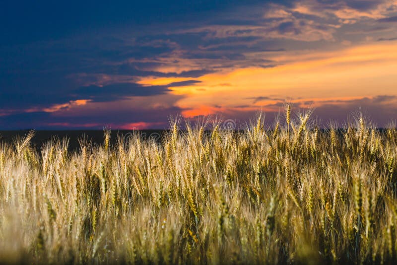 Field of Rye and Cloudy Sky at Sunset Stock Image - Image of harvest ...