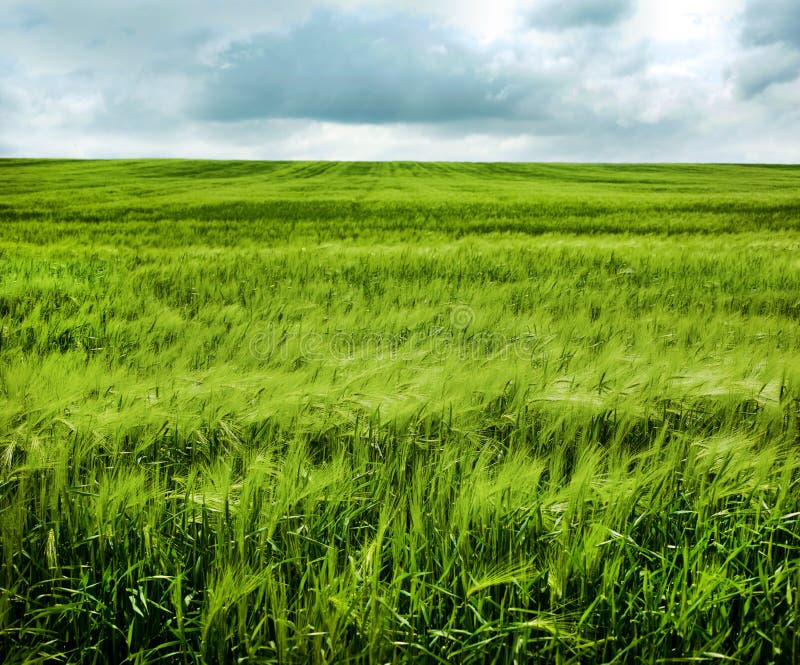 Field of Rye and Cloudy Sky after a Thunderstorm Stock Photo - Image of ...