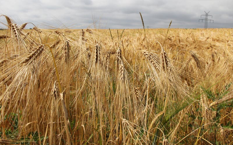 Field of rye stock image. Image of background, wheat - 32653151