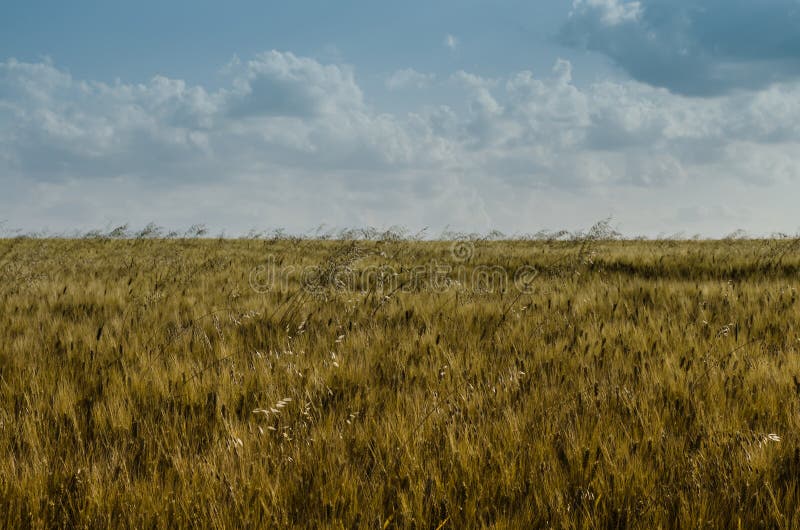 Sad field and clouds stock photo. Image of natural, countryside - 123921666