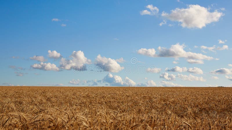 Field of rye stock photo. Image of natural, nature, seed - 64443780